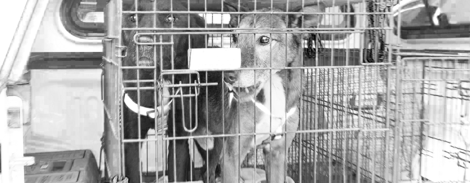 Sarge and Ranger | RSPCA ACT